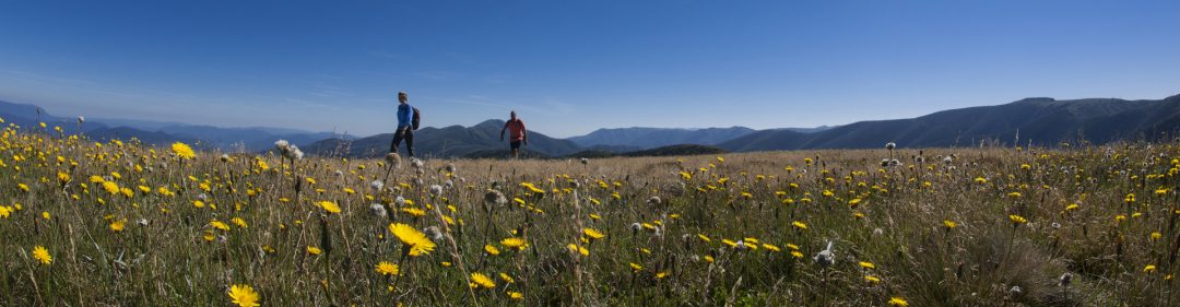 Bushwalking | Mt Hotham Bushwalking | Trail Running Alpine National Park